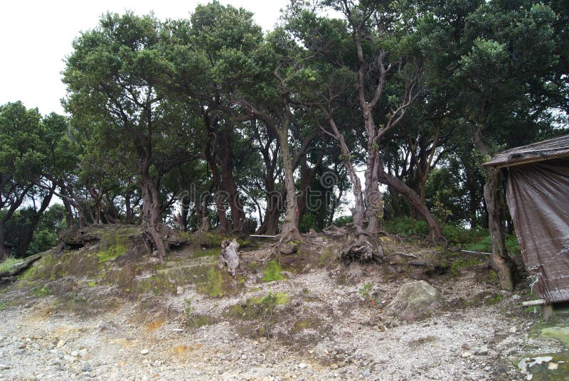 Trees at volcano mountain stock photo. Image of nature - 172741746