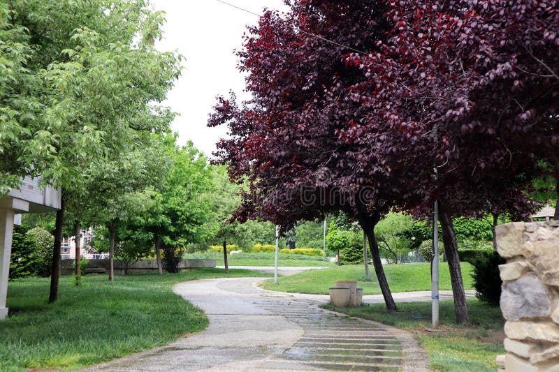Trees and a Walking Path in the Park Stock Image - Image of georgia ...