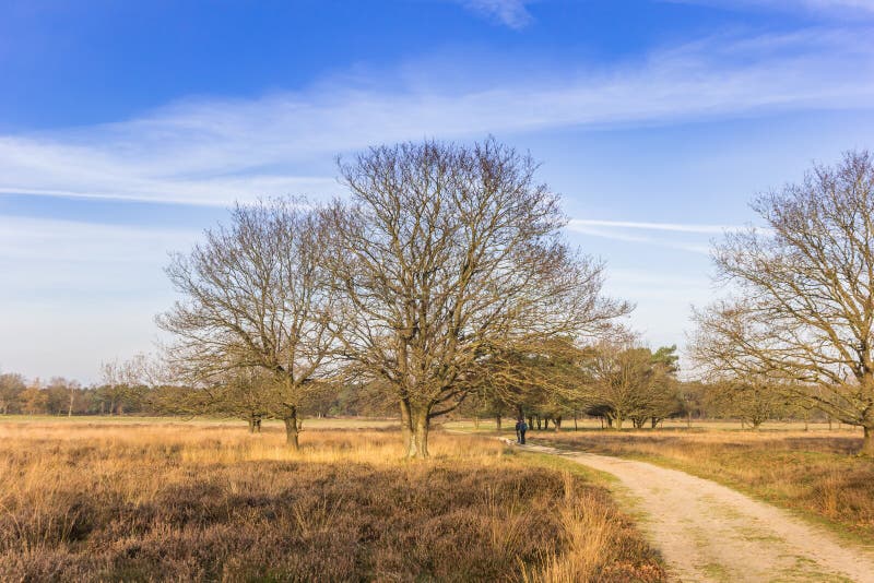 Trees at the Walking Path Trough the Nature Reserve in Oudemolen Stock ...