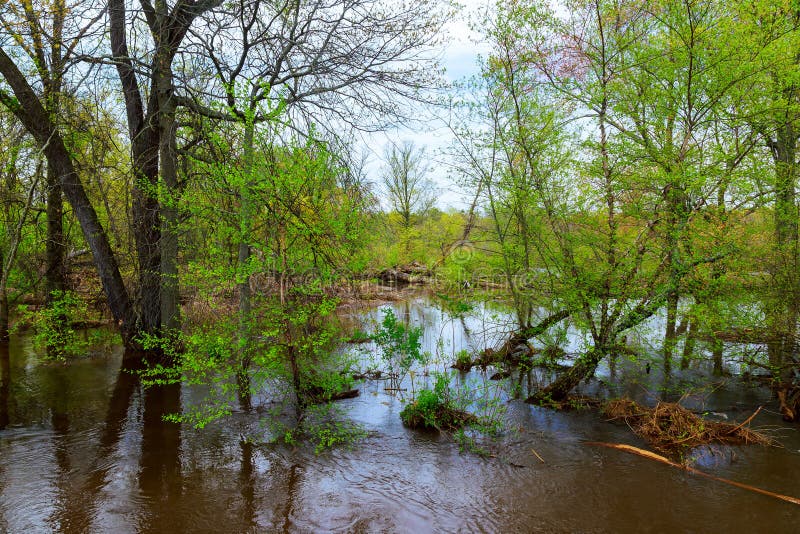 Trees Walkway Flooded after the Rain. Stock Image - Image of botanic ...