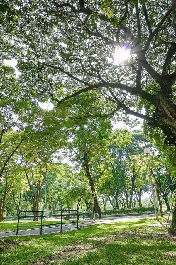 Trees and Walkway on Green Grass Field Stock Photo - Image of outside ...