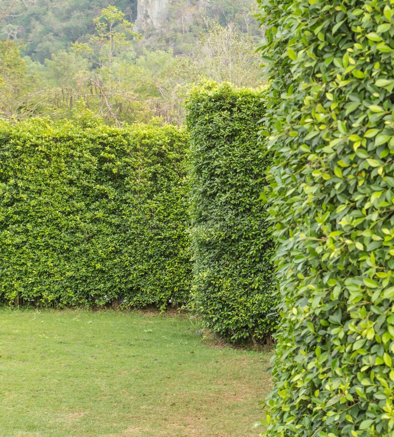 Trees wall stock image. Image of background, flower, architecture ...