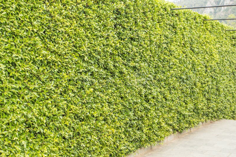 Trees wall stock image. Image of outdoor, leaf, background - 83933097