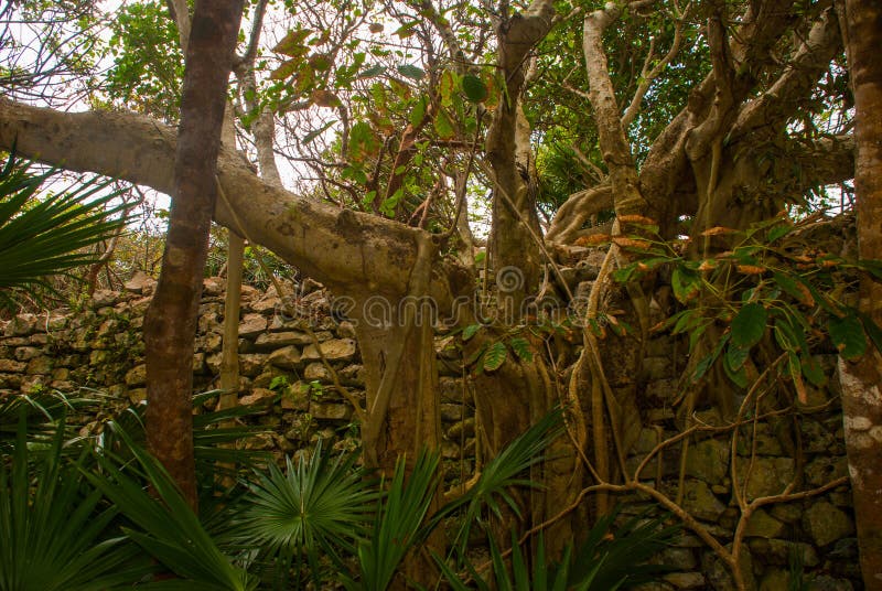 The Trees at the Walls of the Ruins. Tulum, Riviera Maya, Yucatan Stock ...