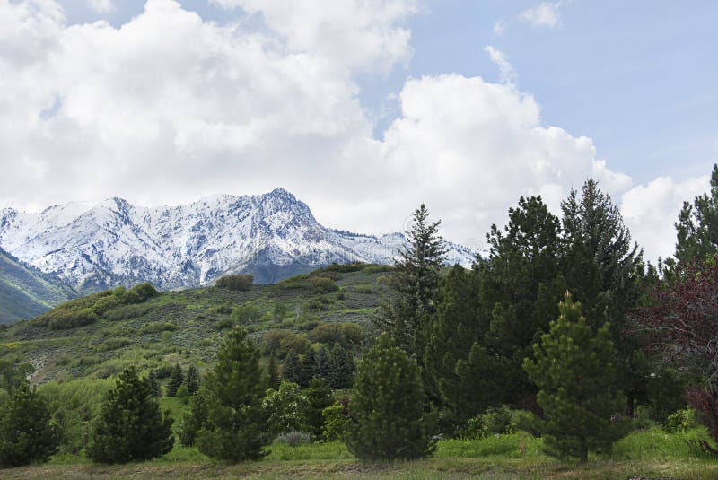 Trees in the Wasatch Mountains Mountain Top Stock Photo - Image of ...