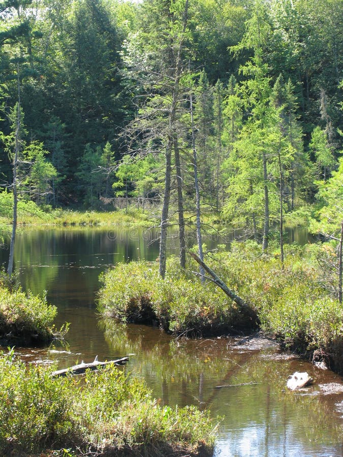 Trees on Water stock image. Image of water, streams, green - 1055221