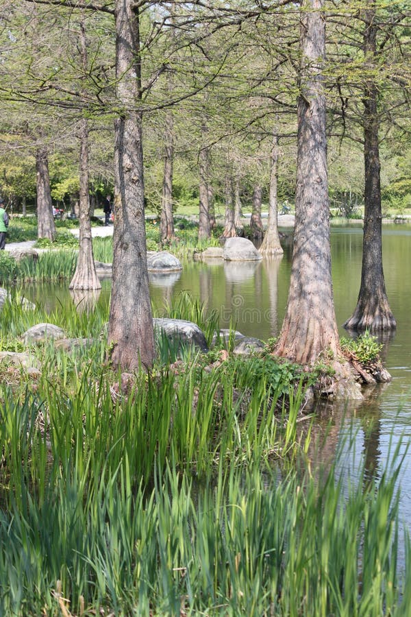 Trees in water stock photo. Image of scenic, outside - 20935936