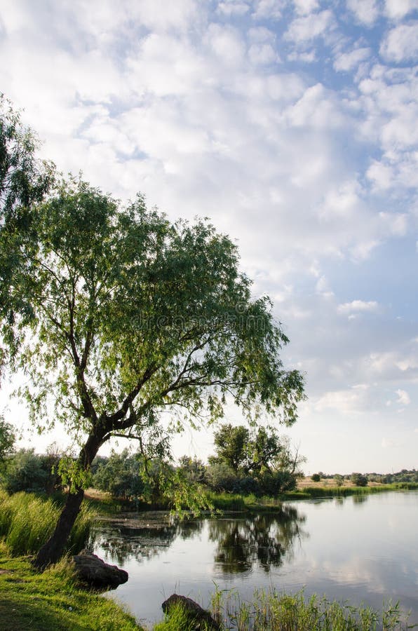 Trees at water stock image. Image of clouds, blue, shore - 100919643