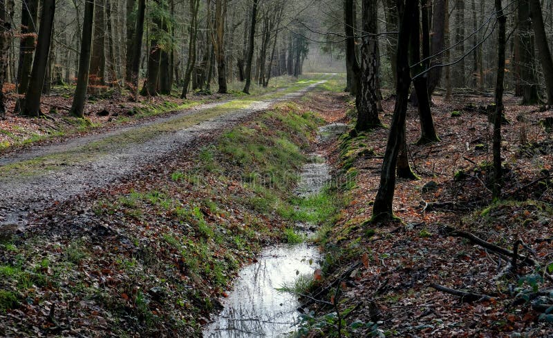 Trees, Water and Leaves in the Dutch Woods in Autumn Stock Photo ...