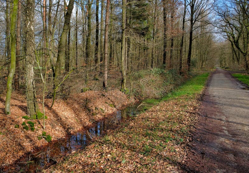 Trees, Water and Leaves in the Dutch Woods in Autumn Stock Image ...