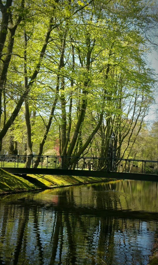 Trees water stock image. Image of bridge, trees, water - 89801559