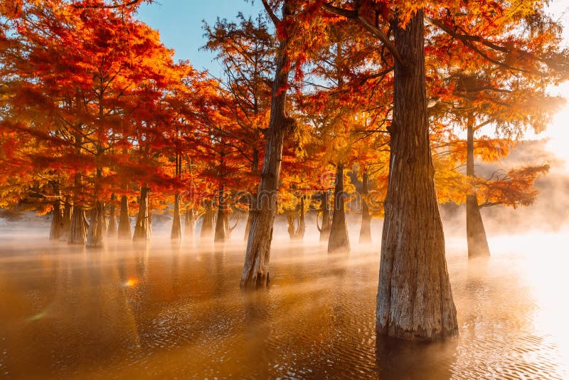 Trees in Water with Red Needles in Florida. Swamp Cypresses with ...