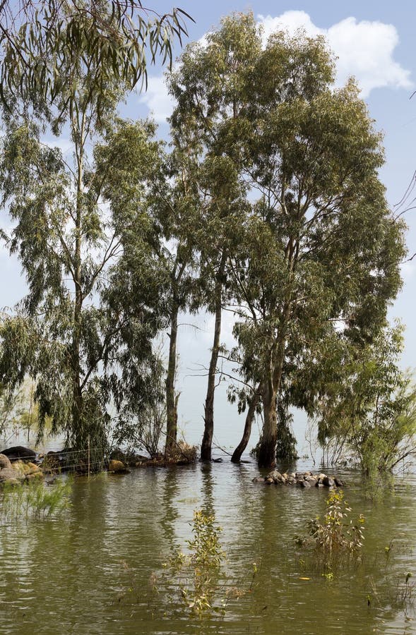 Trees in water stock photo. Image of background, water - 30323392
