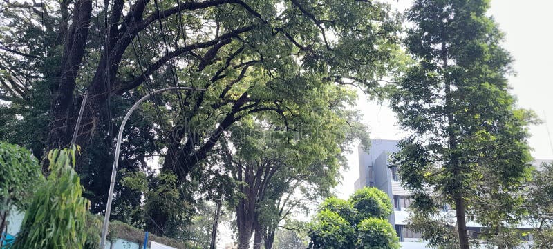 Trees in the Water Resources Engineering Development Office Stock Image ...