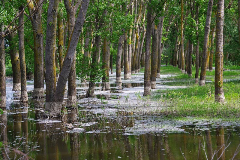 Trees in the water 2 stock photo. Image of moss, lake - 116651342