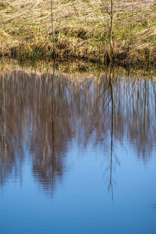 Trees by the Water with Sky Reflections Stock Photo - Image of ...