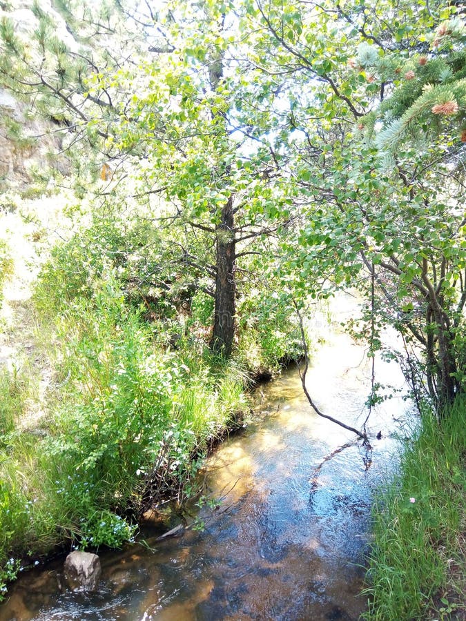 Through the Trees stock image. Image of water, trees - 137227061