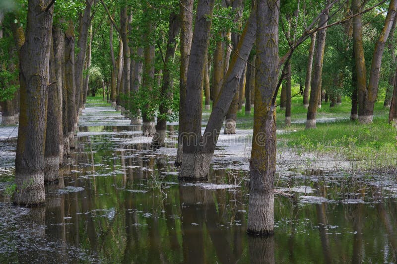 Trees in the water stock photo. Image of pond, outdoor - 116651310