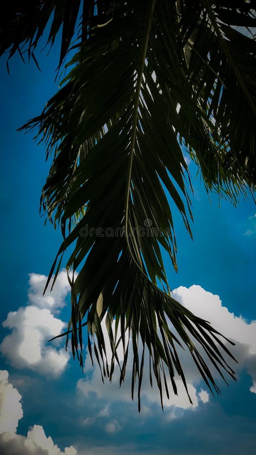 Trees Waving in the Wind in the Clear Sky Stock Photo - Image of ...