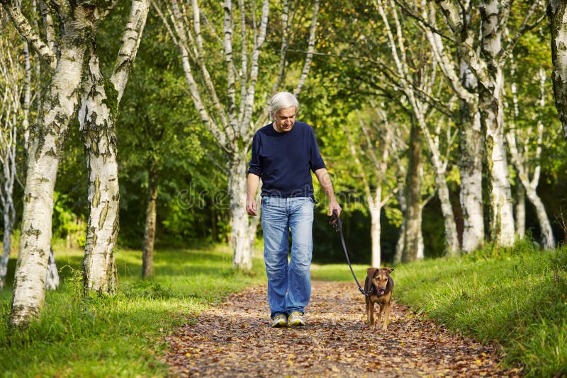 Trees way forest man dog stock photo. Image of trust - 49203854
