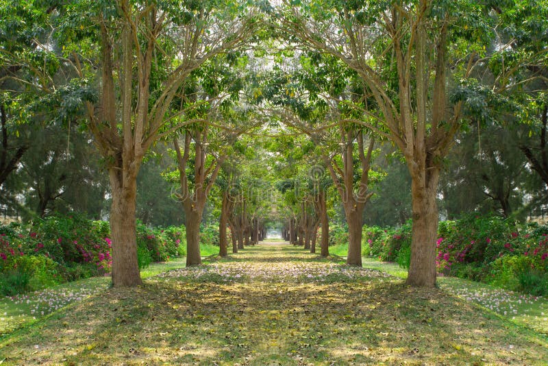 Trees way stock image. Image of flora, bark, foliage - 31898353