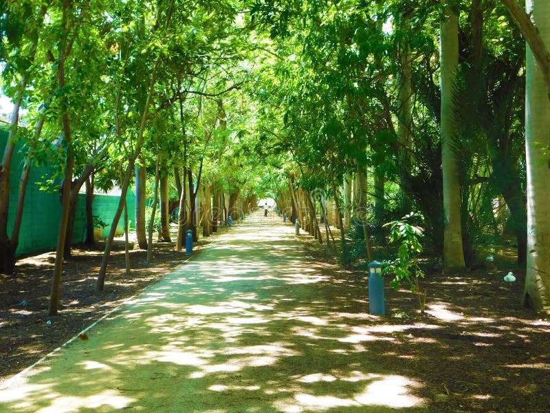 Trees` way at sunlight stock image. Image of natural - 107638639