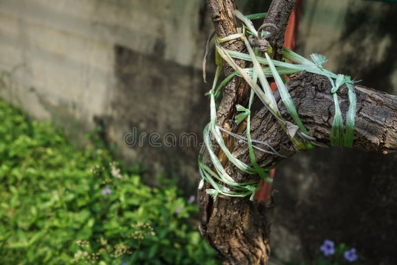 Trees Were Wrapped with Rope Stock Image - Image of industry, ecology ...