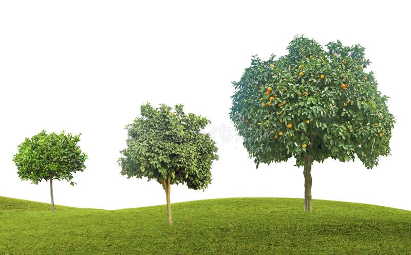 Trees on white background stock photo. Image of growing - 143020438