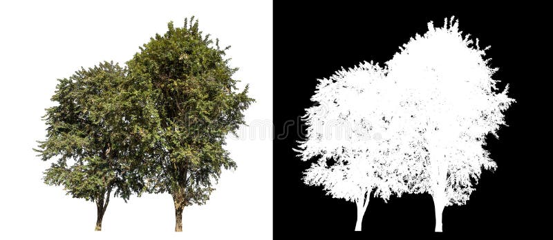 Trees on White Background with Clipping Path and Alpha Channel on Black ...