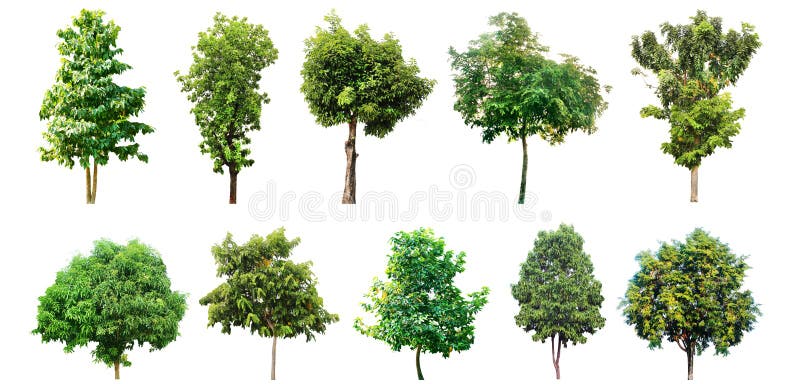Trees on White Background , the Collection of Trees. Nature Stock Photo ...