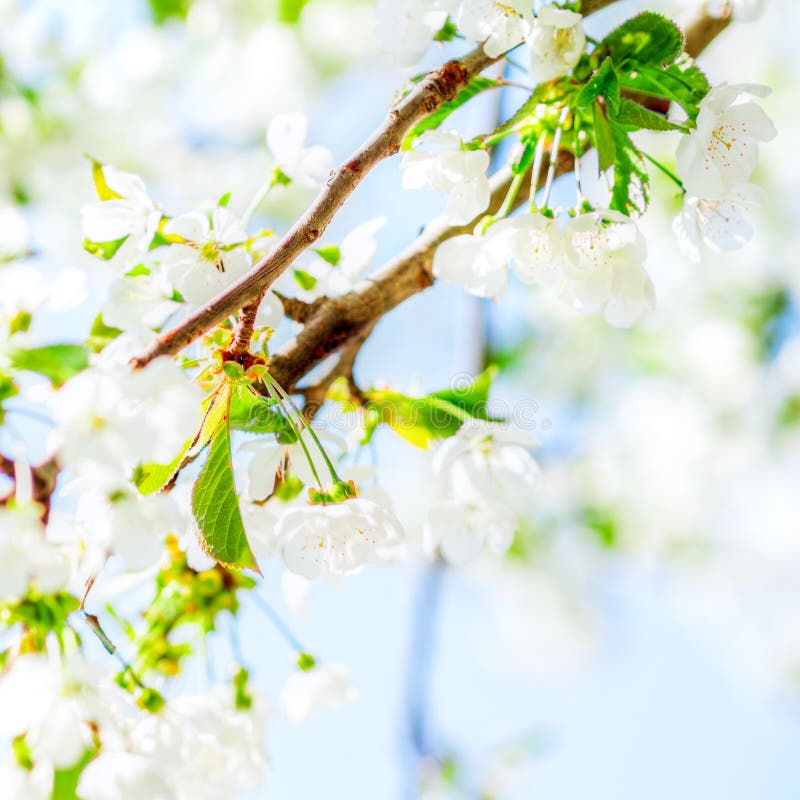 Trees White Blossoming, Spring Time Stock Image - Image of flower ...