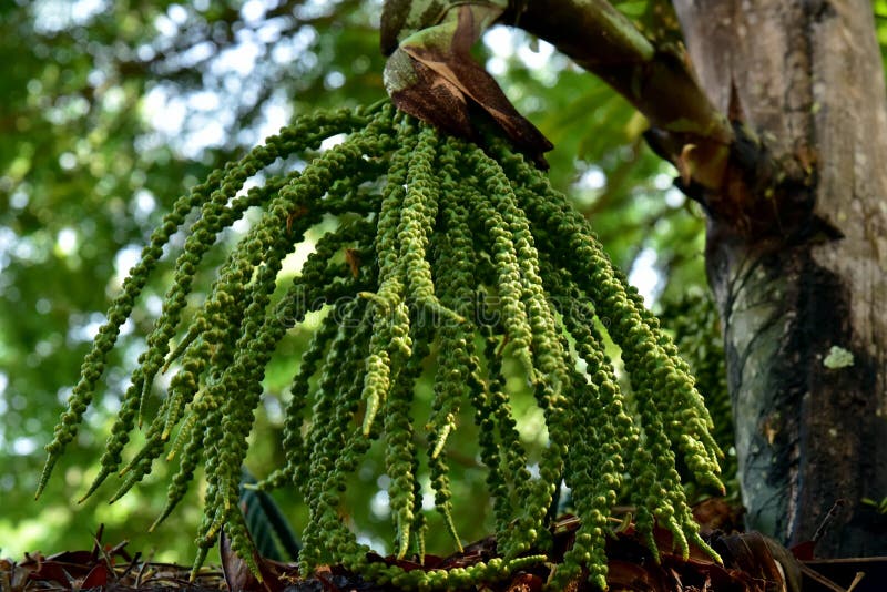 Trees whose branches stock photo. Image of dawn, blossom - 54571748
