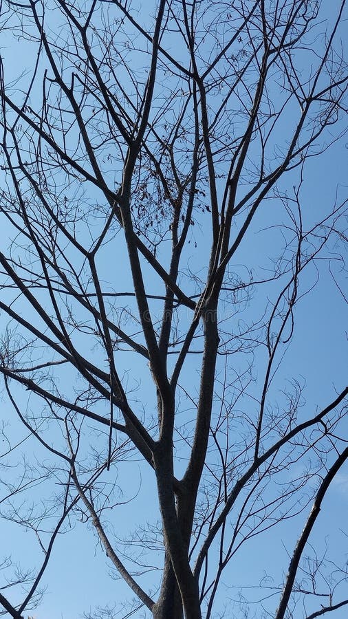 Trees Whose Leaves Have Been Depleted are Deciduous, Displaying Highly ...