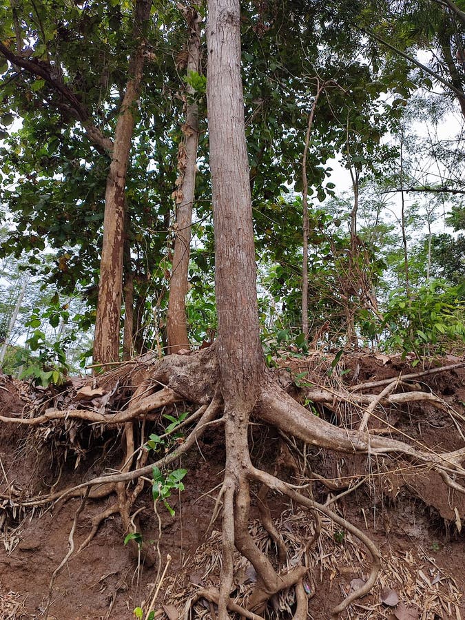 Trees Whose Soil Has Been Eroded by Water Abrasion Stock Image - Image ...
