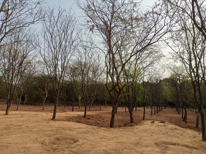 Trees in the wild stock image. Image of habitat, land - 165351193