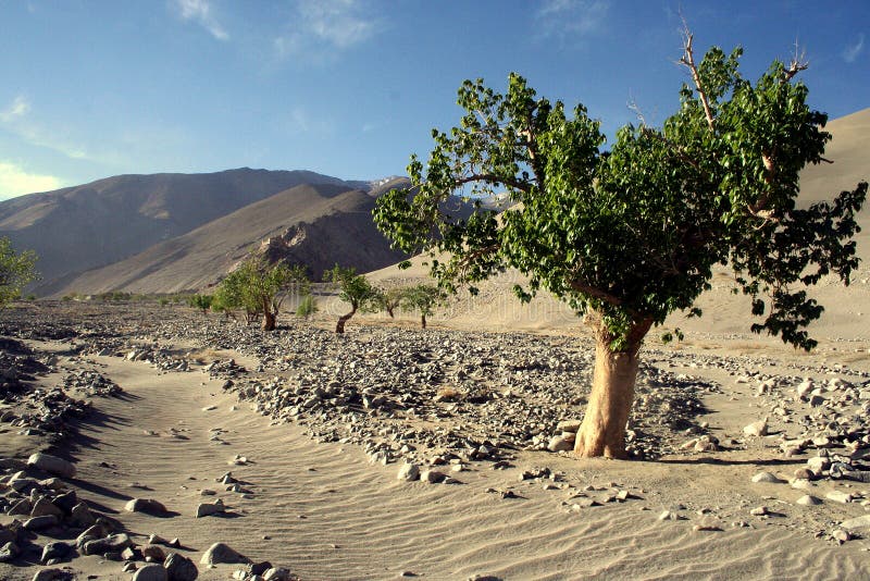 Trees in wild stock photo. Image of grow, bush, warm, water - 4417630