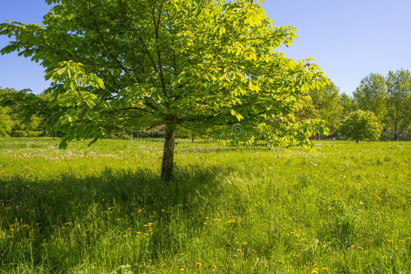 Trees and Wild Flowers in a Field and Forest in Sunlight in Spring ...