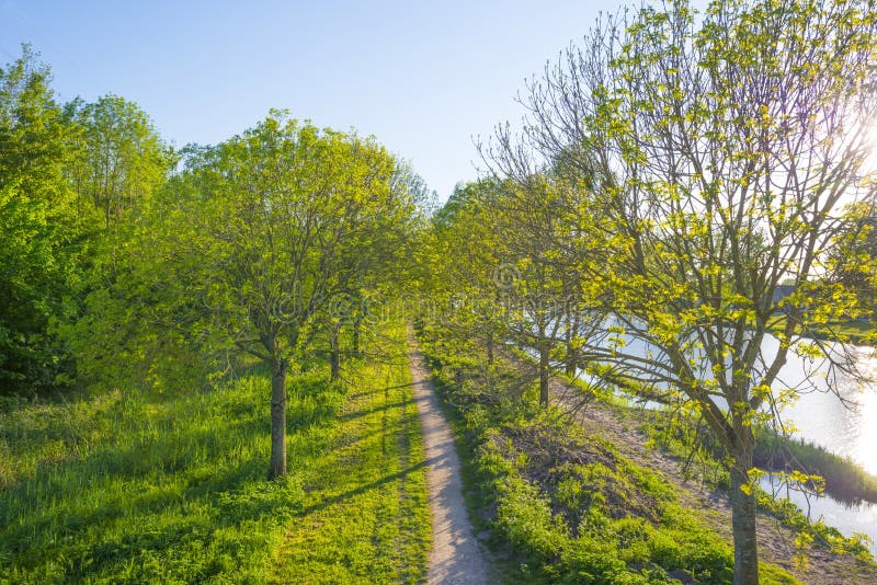Trees and Wild Flowers in a Field and Forest in Spring Stock Photo ...