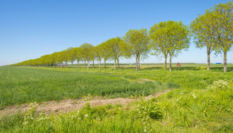 Trees and Wild Flowers in a Field and Forest in Spring Stock Photo ...