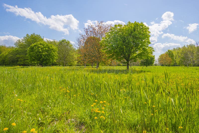 Trees and Wild Flowers in a Field in Spring Stock Image - Image of ...