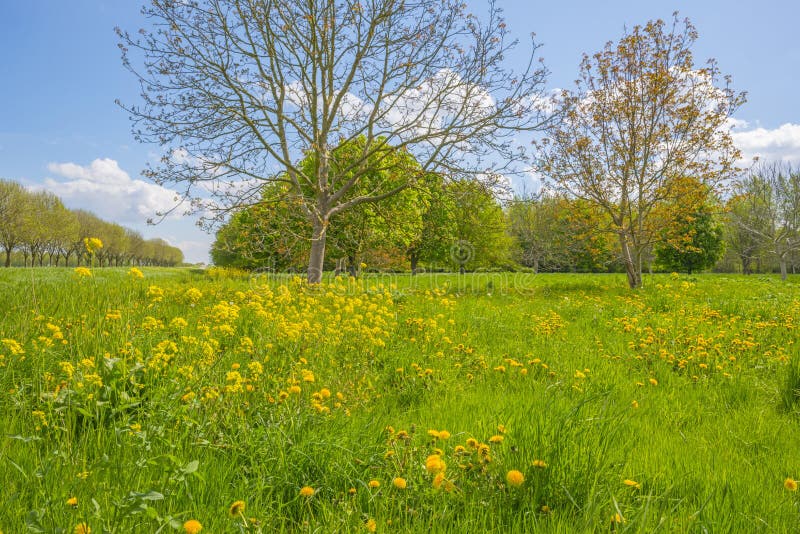 Trees and Wild Flowers in a Field in Spring Stock Photo - Image of ...