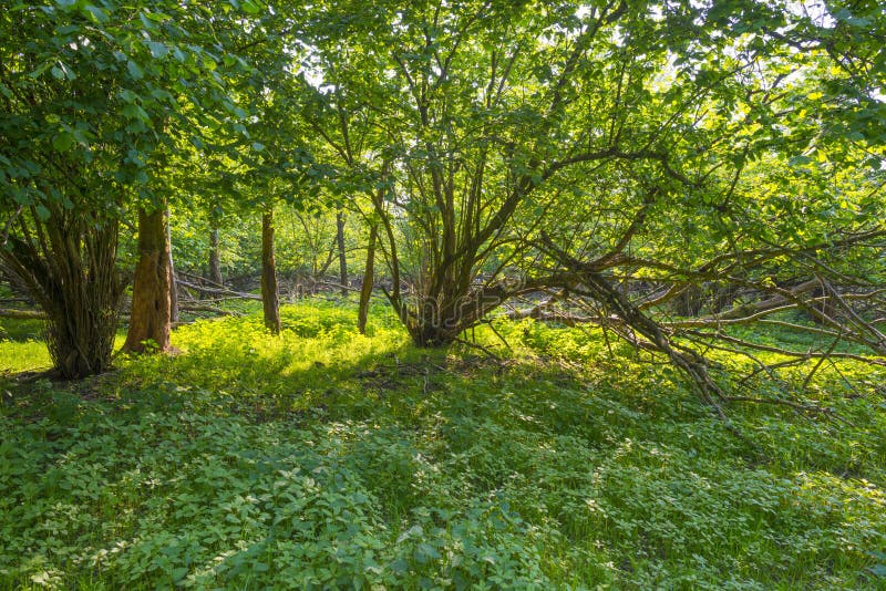 Trees and Wild Flowers in a Field in Sunlight in Spring Stock Image ...