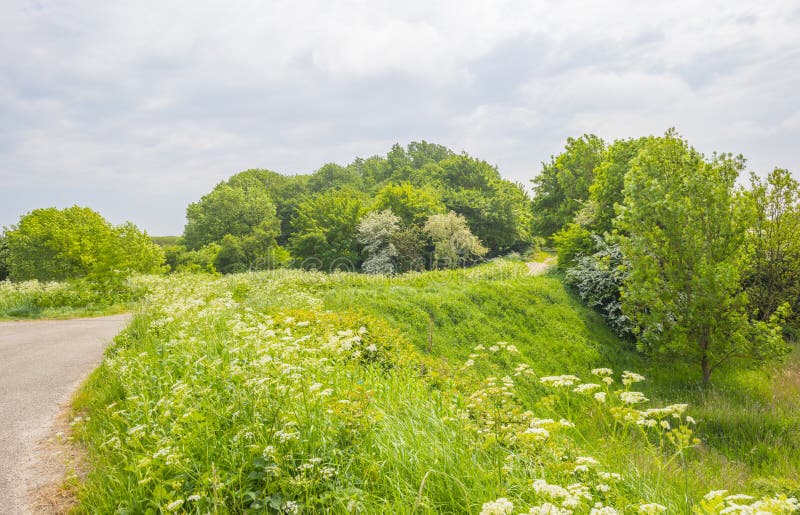 Trees and Wild Flowers in a Field in Spring Stock Photo - Image of ...