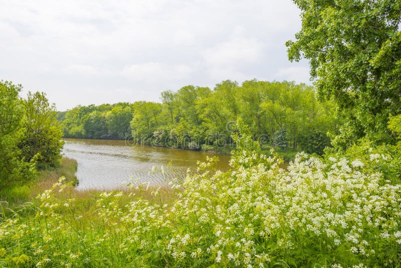 Trees and Wild Flowers in a Field in Spring Stock Photo - Image of ...