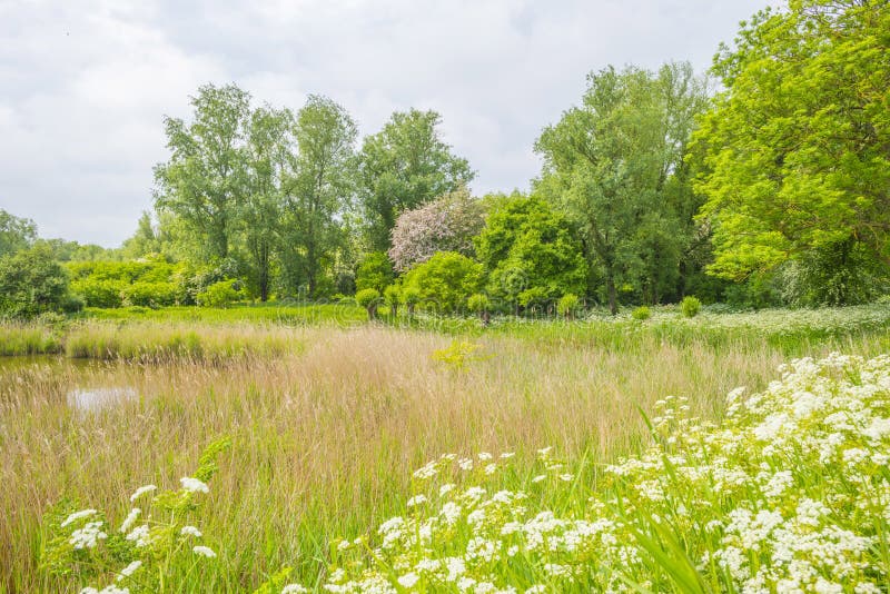 Trees and Wild Flowers in a Field in Spring Stock Photo - Image of ...
