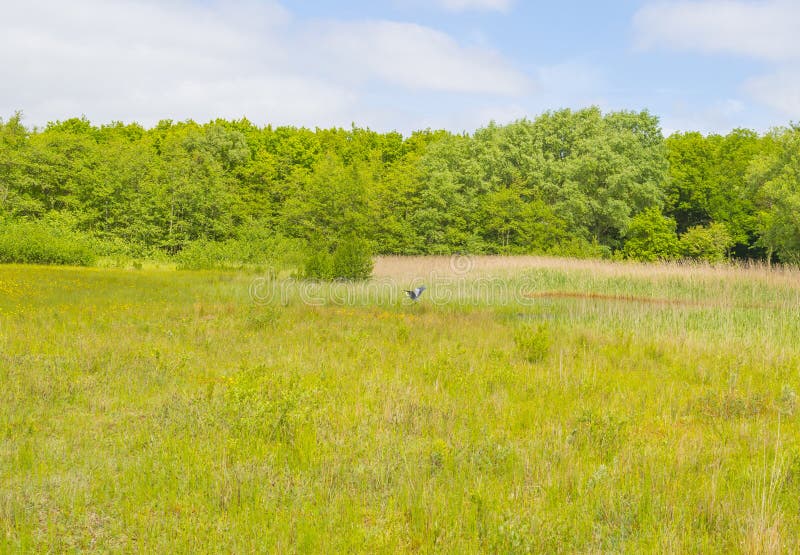 Trees and Wild Flowers in a Field in Spring Stock Image - Image of ...