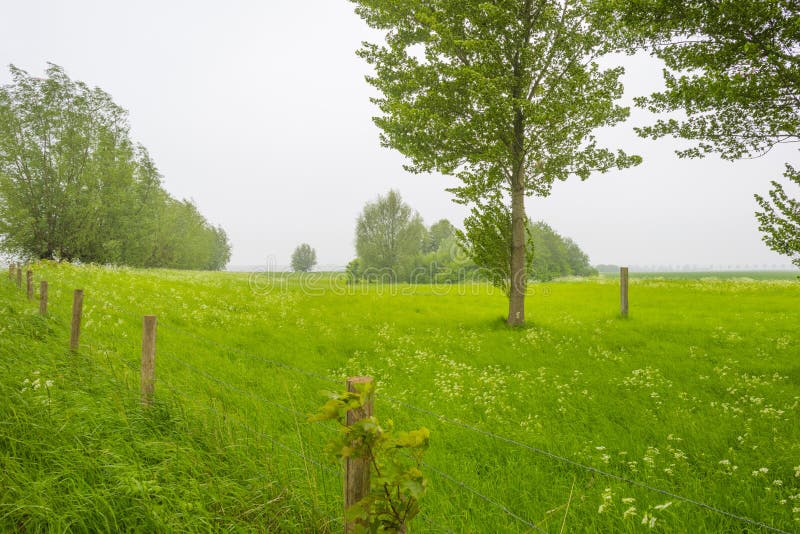 Trees and Wild Flowers in a Field in Sunlight in Spring Stock Image ...
