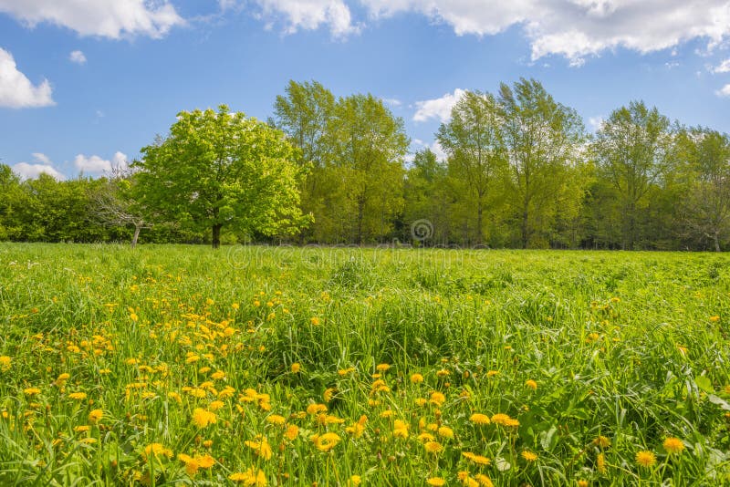 Trees and Wild Flowers in a Field in Spring Stock Photo - Image of ...