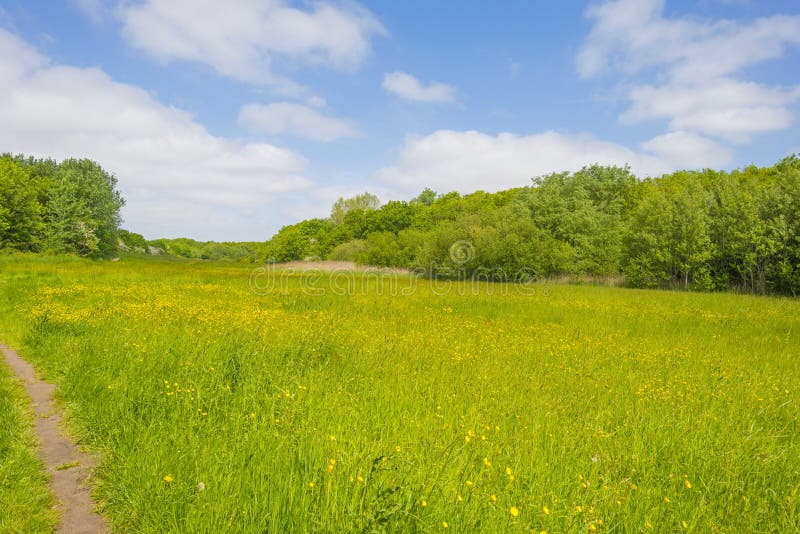 Trees and Wild Flowers in a Field in Spring Stock Image - Image of ...