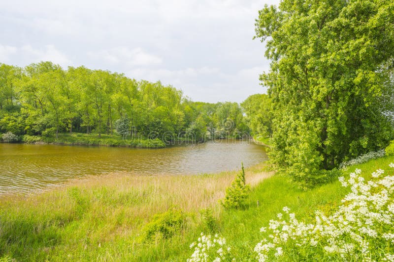 Trees and Wild Flowers in a Field in Spring Stock Image - Image of ...